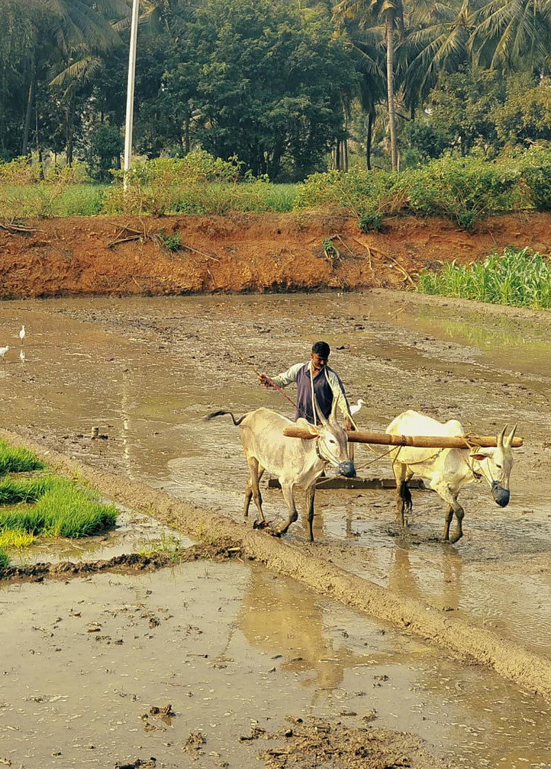 About Us – Organic Mandya